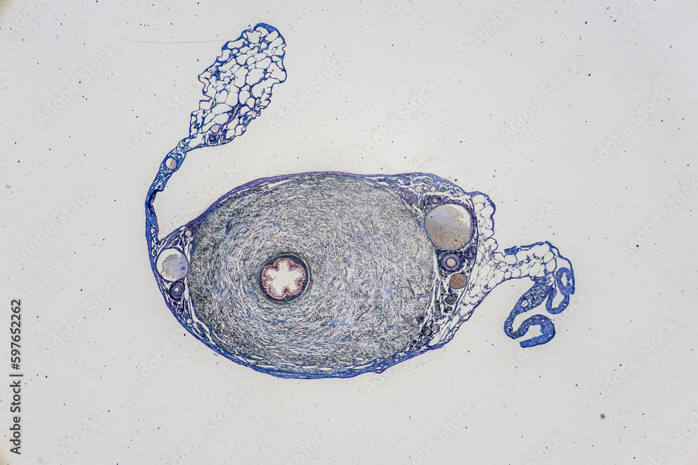 Histological Spermatic cord human, Seminal vesicle human, Prostate ...