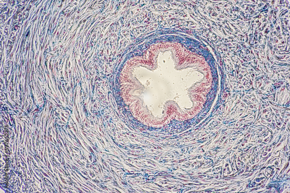 Histological Spermatic cord human, Seminal vesicle human, Prostate ...