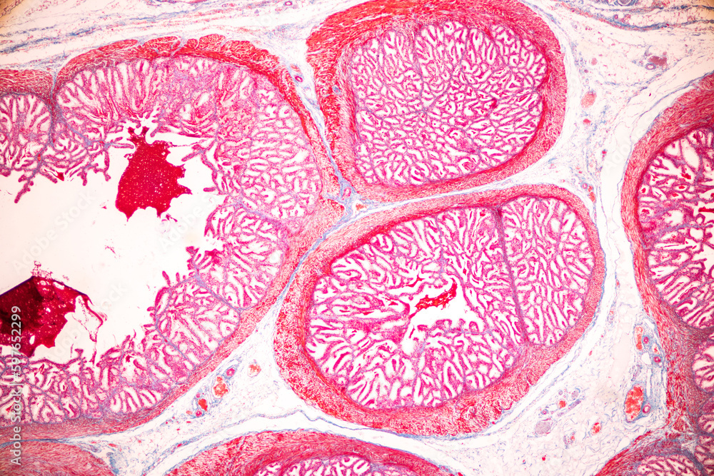 Histological Spermatic cord human, Seminal vesicle human, Prostate ...