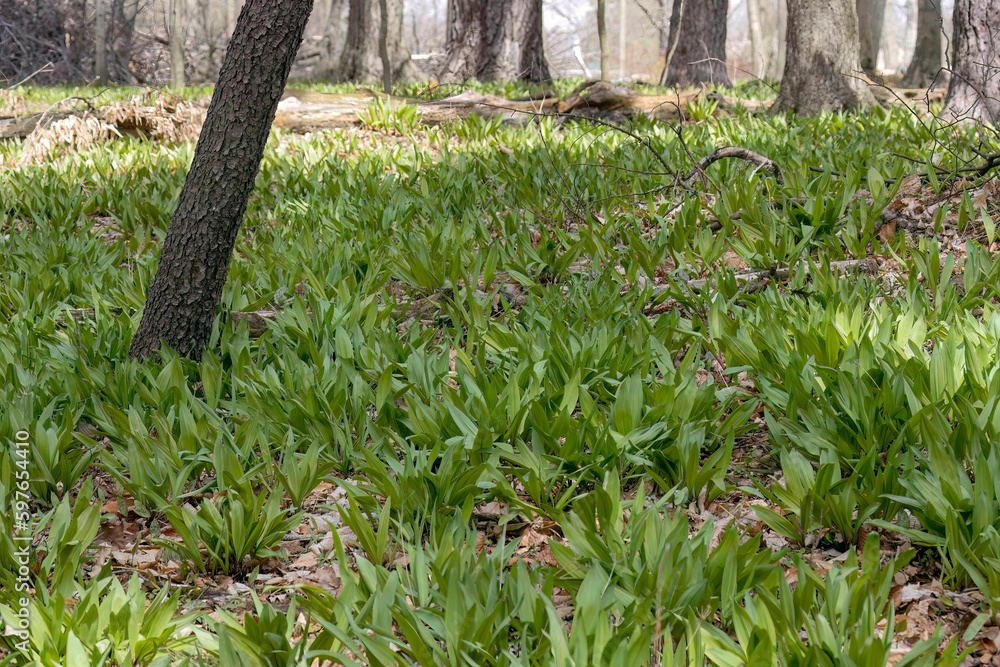Wild Ramps - wild garlic ( Allium tricoccum), commonly known as ramp ...