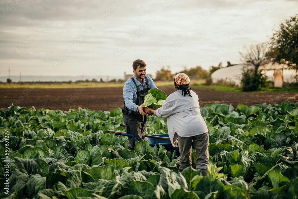 Two diverse workers on the farm pass a crate full of fresh raw veggies ...