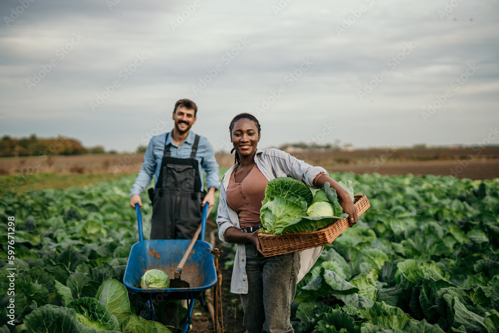 Portrait of two diverse farm workers standing in the cabbage field and ...