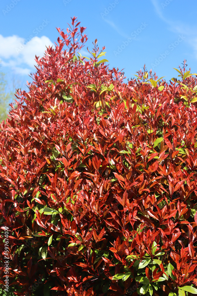 Photinia hedge with new red leaves on branches against blue sky ...