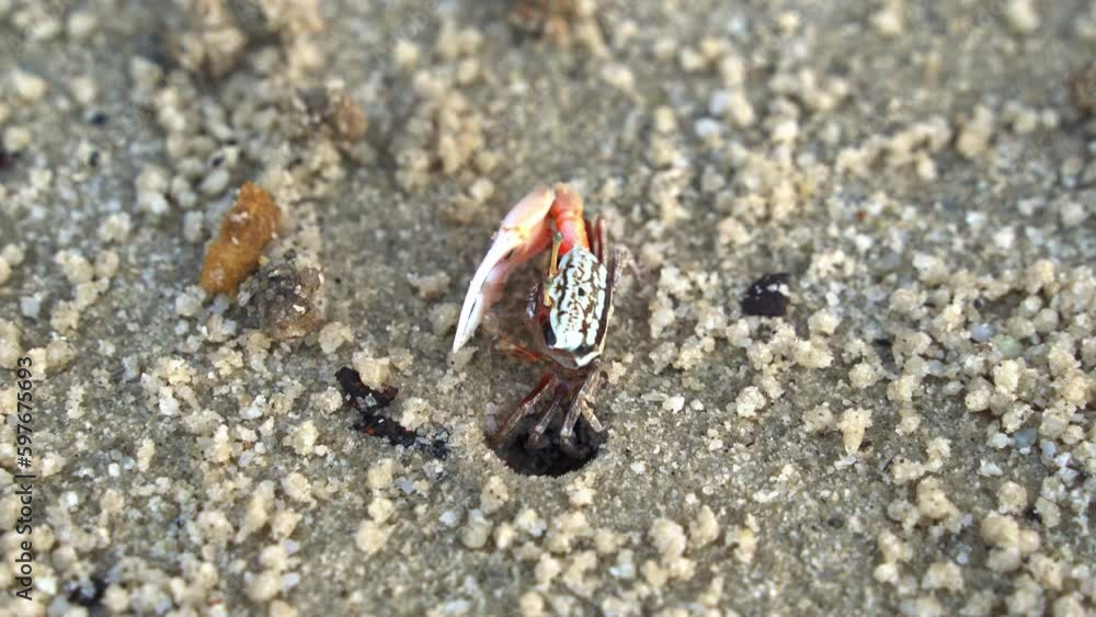 Wild male sand fiddler crab with one distinctive enlarged claw, feeding ...