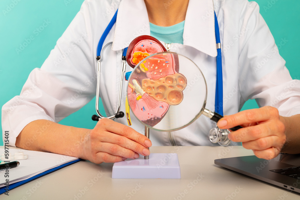 Male doctor showing a model of human kidney using magnifying glass. Early diagnosis and ...