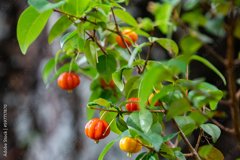 Ripe pitanga fruits (Eugenia uniflora),on the tree and blurred ...