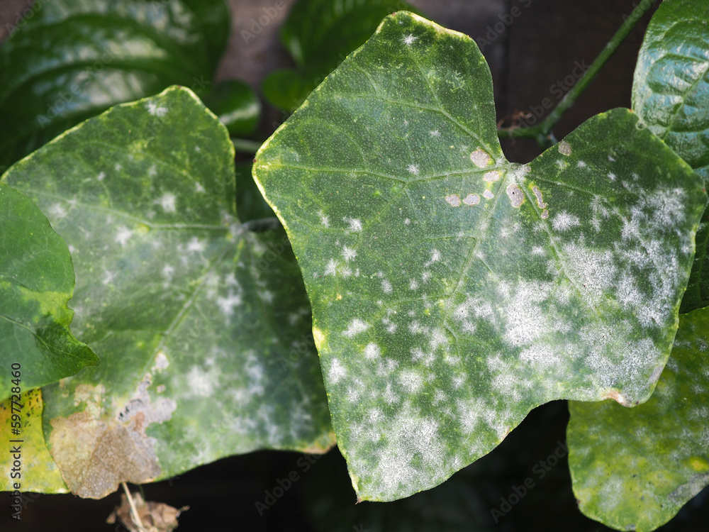Foto de Powdery mildew on coccinia grandis or ivy gourd. Closeup photo ...