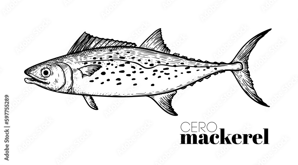 Hand drawn sketch style Cero Mackerel. Fish restaurant menu element ...
