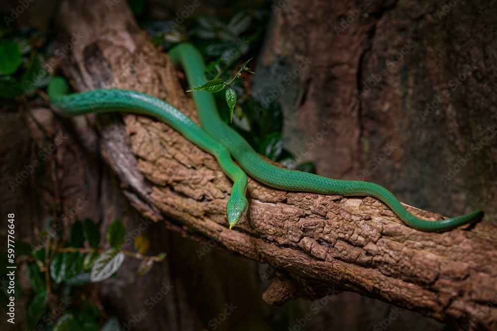 Rhino Rat snake, Gonyosoma boulengeri, viper from Vietnam and China ...