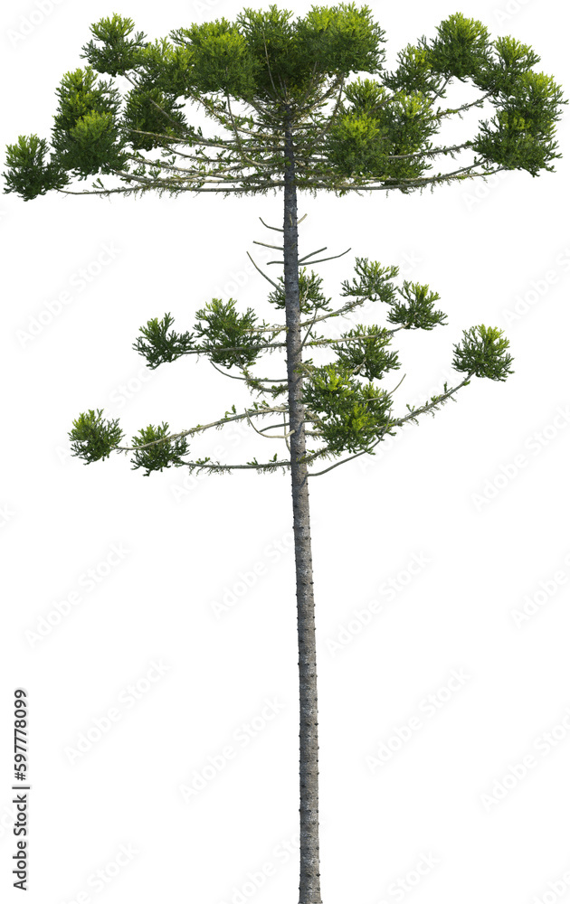 Side view of Araucaria Angustifolia Tree Stock Illustration | Adobe Stock