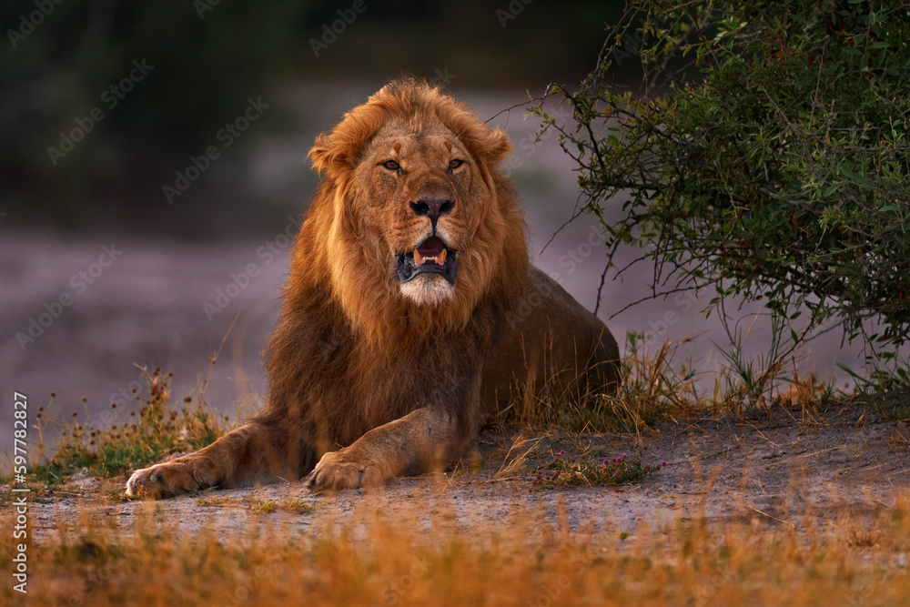 Lion, fire burned destroyed savannah. Animal in fire burnt place, lion ...