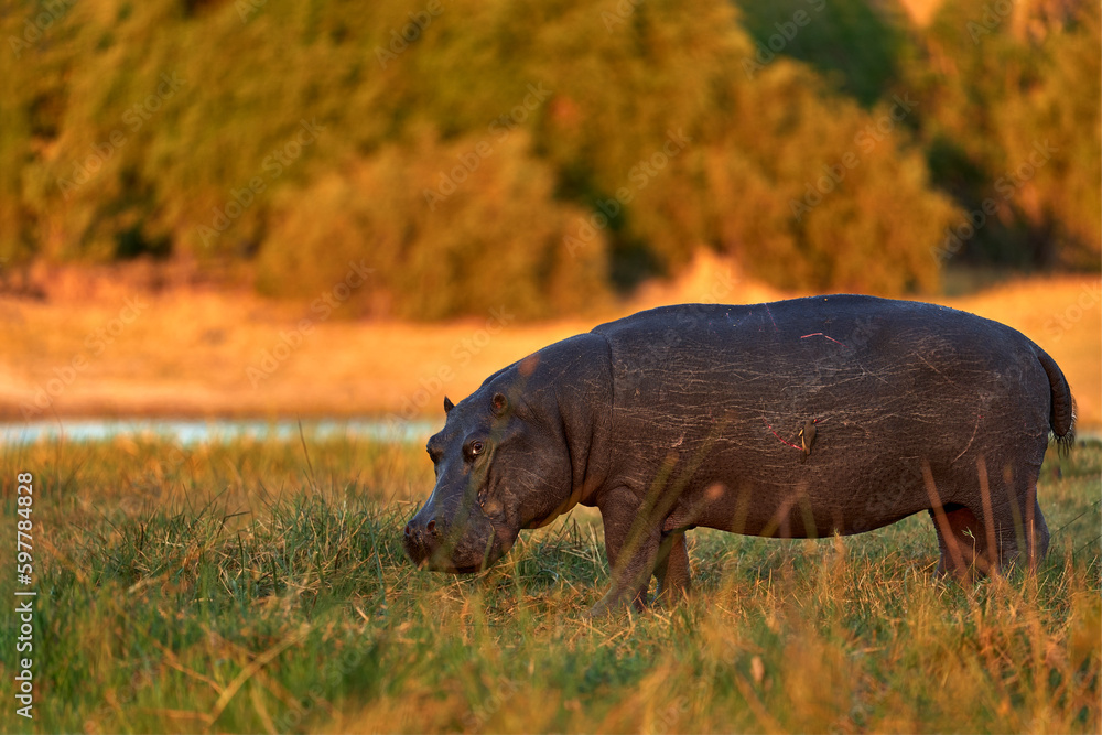 African Hippopotamus, Hippopotamus amphibius capensis, Okavango delta ...