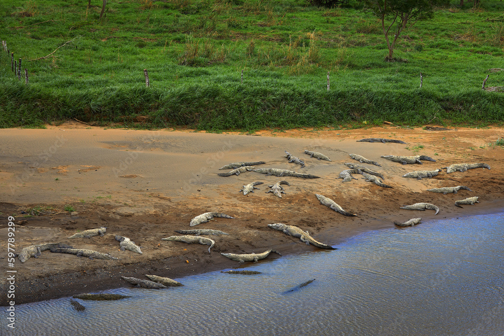 American crocodiles, Crocodylus acutus, animals in the river. Wildlife ...