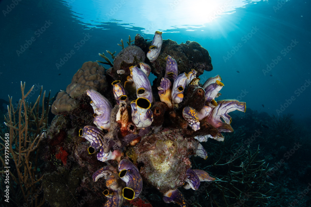 Colorful Polycarpa tunicates grow on a coral reef drop off in Raja ...