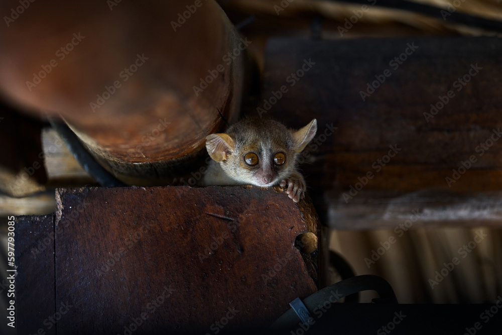 Madagascar urban wildlife, lemur in restaurant roof. Grey mouse lemur ...