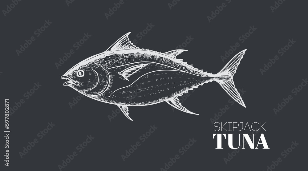 Hand drawn sketch style tuna fish. Seafood design element. Best for ...
