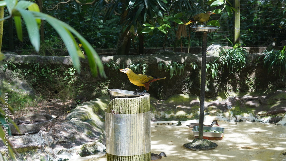 The Green Oropendola (Psarocolius viridis) is a species of bird found ...