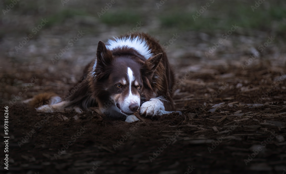 Foto de 2023-04-20 A BROWN AND WHITE BORDER COLLIE LYING ON THE GROUND ...