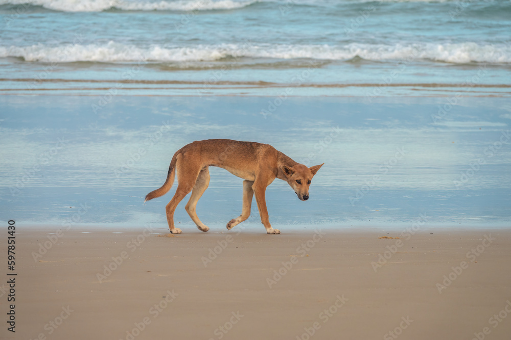 A wild pure bred dingo (Canis familiaris dingo) roaming the beaches of ...
