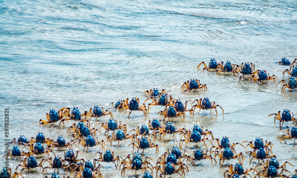 Light-blue soldier crabs (Mictyris longicarpus), Whitehaven Beach ...