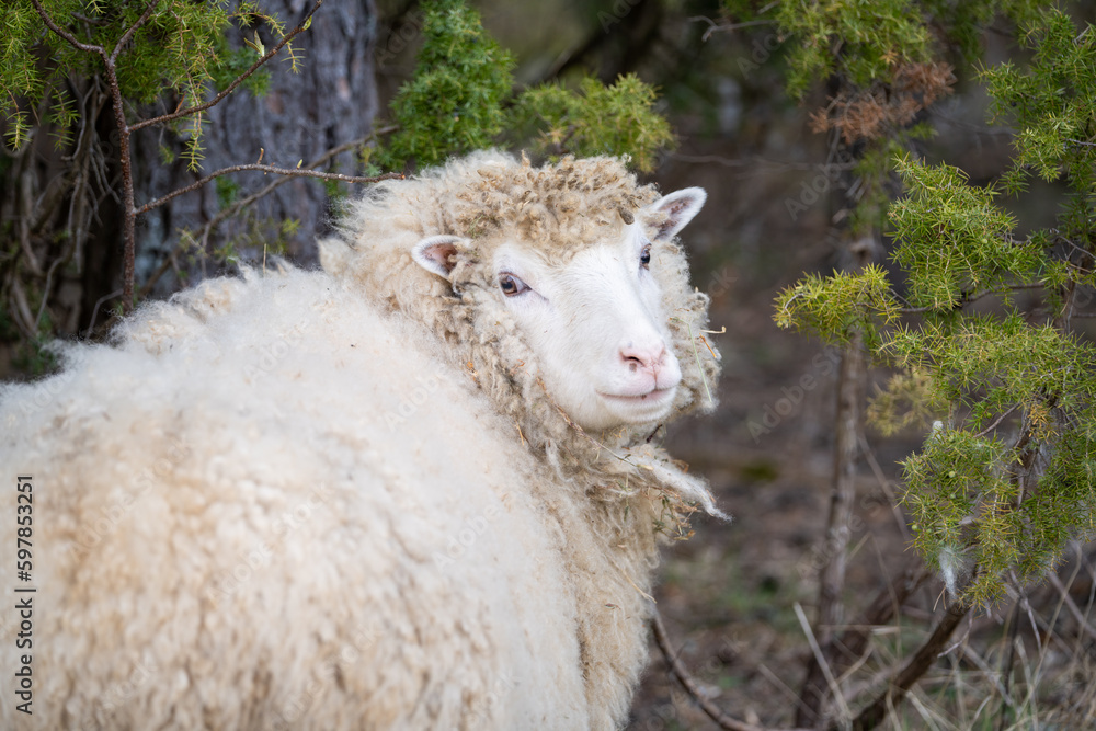 Portrait of a domestic sheep (Ovis aries). To Shear or Not to Shear ...