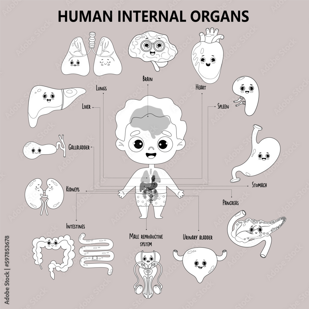 Anatomy human body. Cute boy and visual scheme internal male organs ...