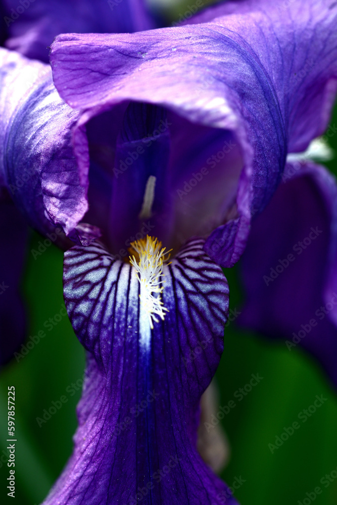 primer plano de flor, pétalos azules y pistilos en el centro de la flor ...