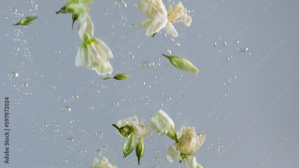 Underwater Beauty: Floral Petals Floating in Aquatic Wonderland. White ...