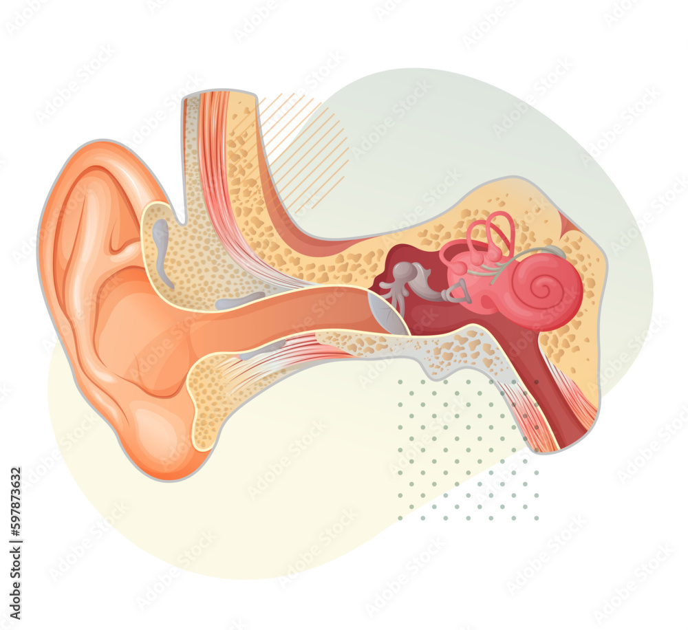Photo Anatomy of the Human Ear - Stock Illustration, Design Praxis ...