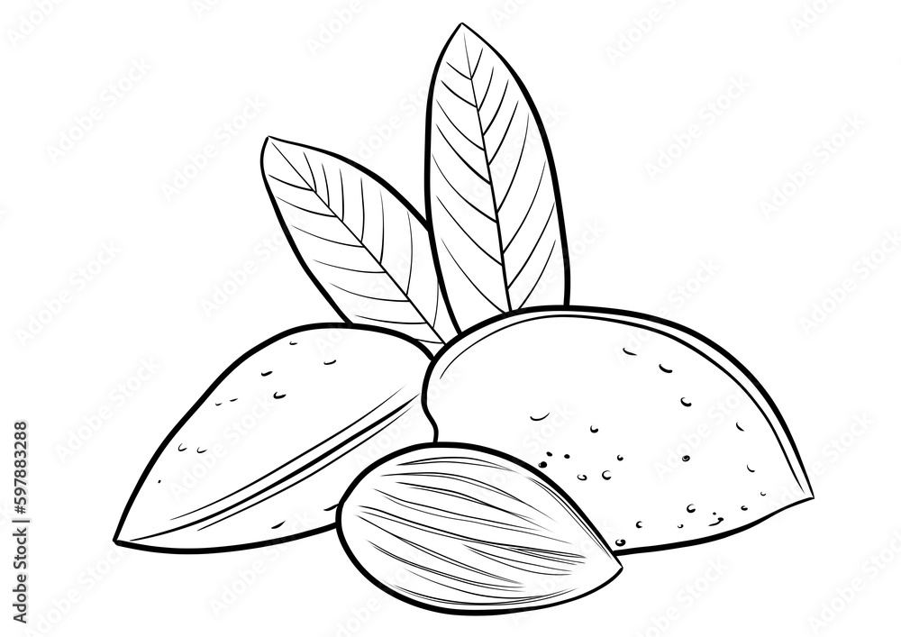 almond outline illustration isolated on transparent background Stock ...