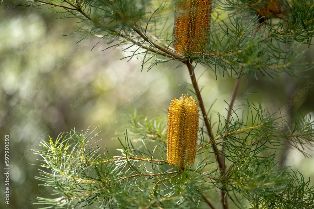 Trees and shrubs in the Australian bush forest. Gumtrees and native ...