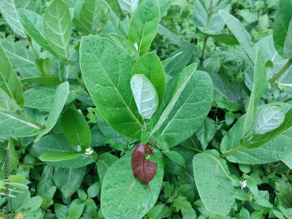 Biduri or widuri (Calotropis gigantea) is a common plant found in ...