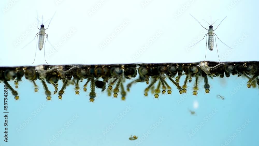 Vídeo do Stock: Mosquito larva in water new hatch baby born disease ...
