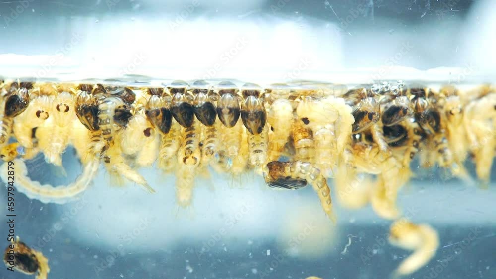 Vidéo Stock Mosquito larva in water new hatch baby born disease Dengue ...
