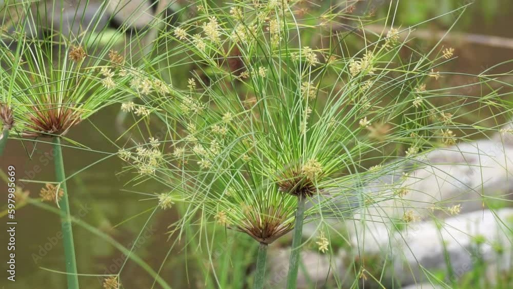 Cyperus papyrus (papyrus, papyrus sedge, paper reed, Indian matting ...