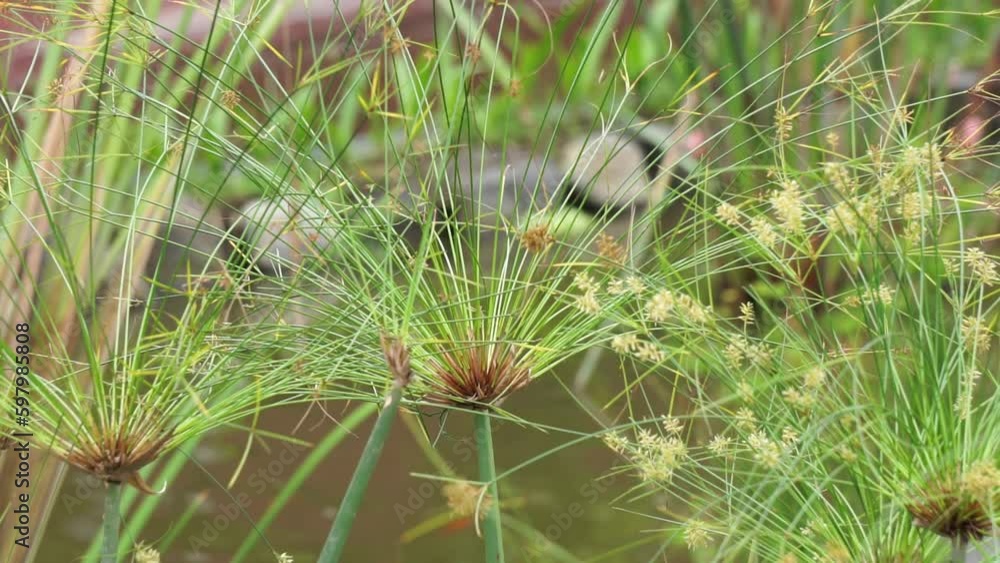 Stockvideon Cyperus papyrus (papyrus, papyrus sedge, paper reed, Indian ...