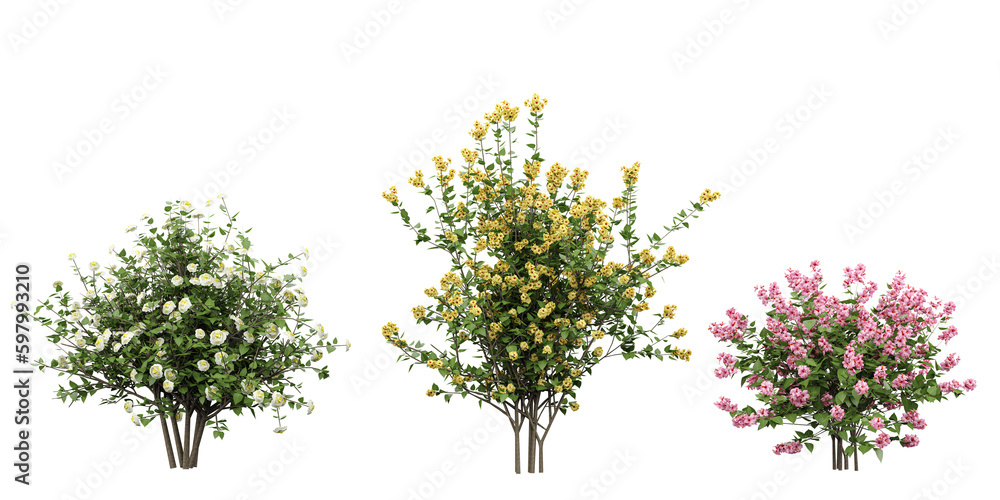 Nature Unleashed Beautiful Transparent flower Plant Cut-Outs Stock ...