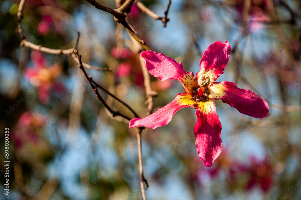 Chorisia or Ceiba Speciosa, the flower of the ceiba insignis tree Stock ...
