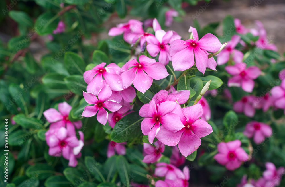 Madagascar periwinkle flower. Also called Nayantara flower in Bengali ...