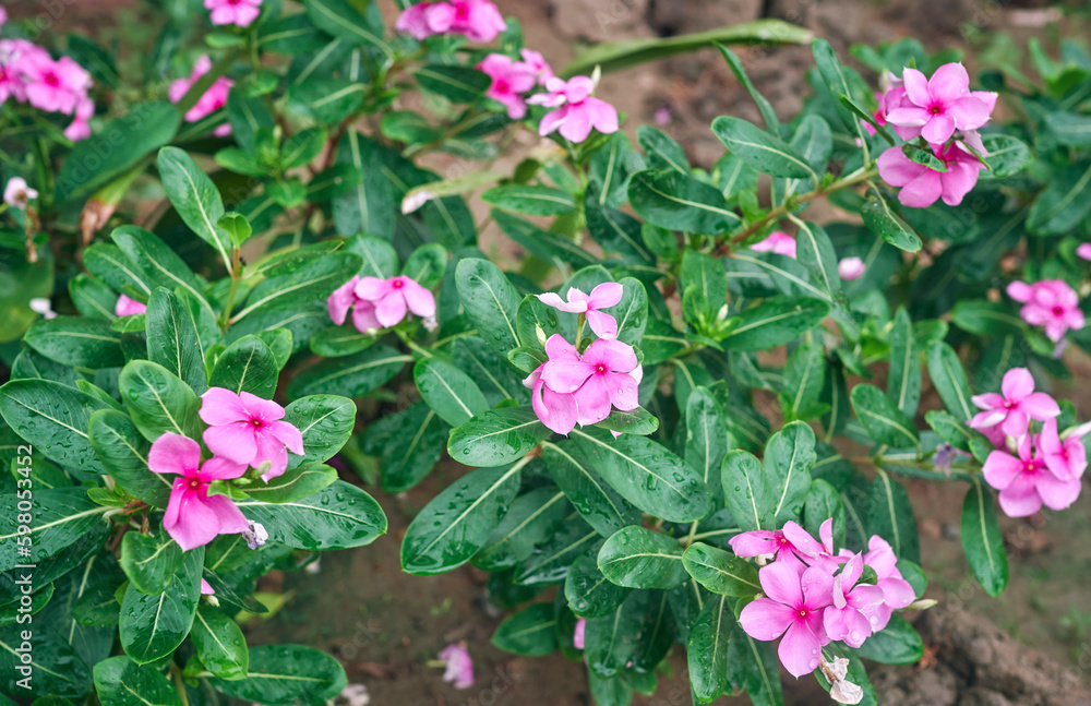 Madagascar periwinkle flower. Also called Nayantara flower in Bengali ...