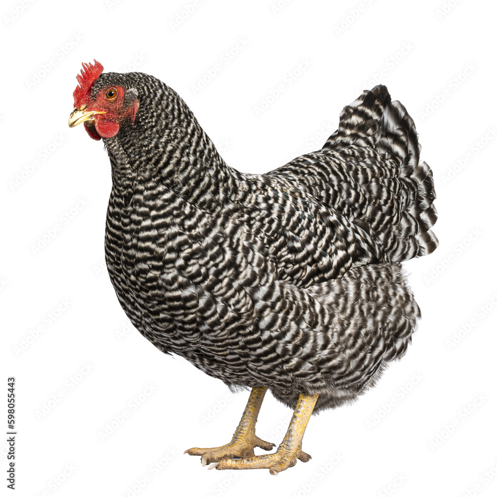 Female Amrock chicken, standing side ways. Isolated cutout on a ...
