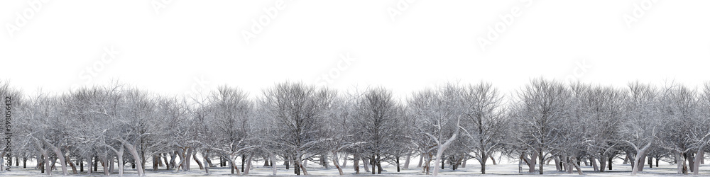 Leafless tree in nature, trees on the garden in winter, Forest isolated on transparent ...