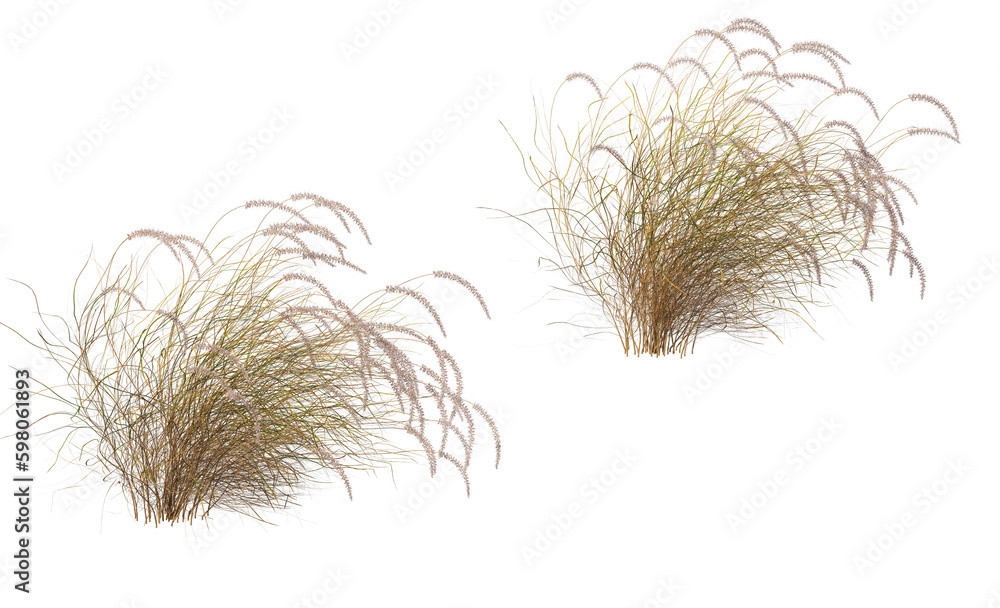 Variety of grasses and plants on transparent background Stock ...