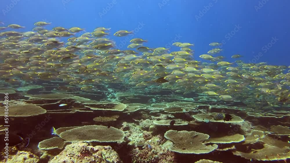 Live coral reef full of tropical fish. Marine life in all its glory ...