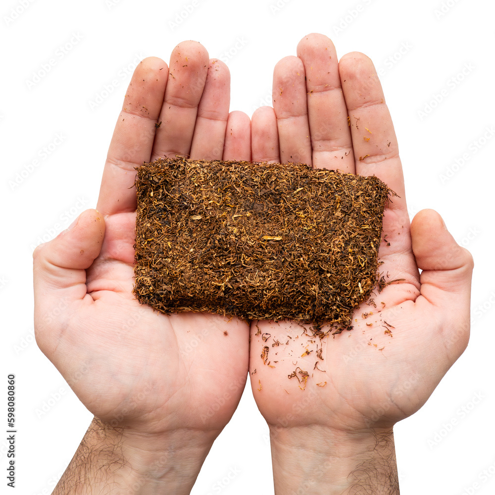 Tobacco in hands on a transparent background. Quality organic Danish ...
