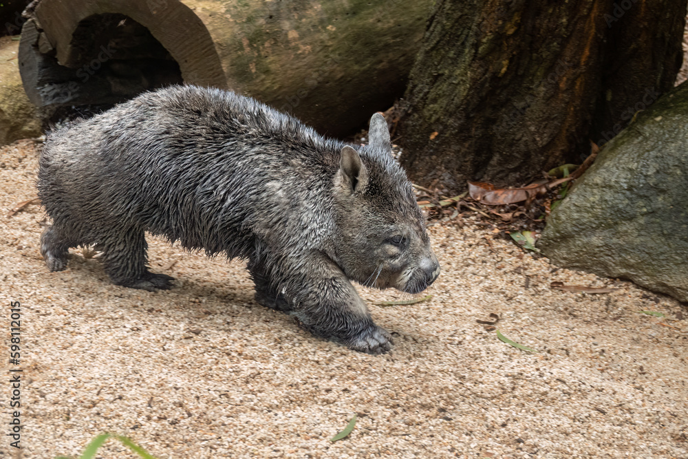 Common wombat (Vombatus ursinus), also known as the coarse-haired ...