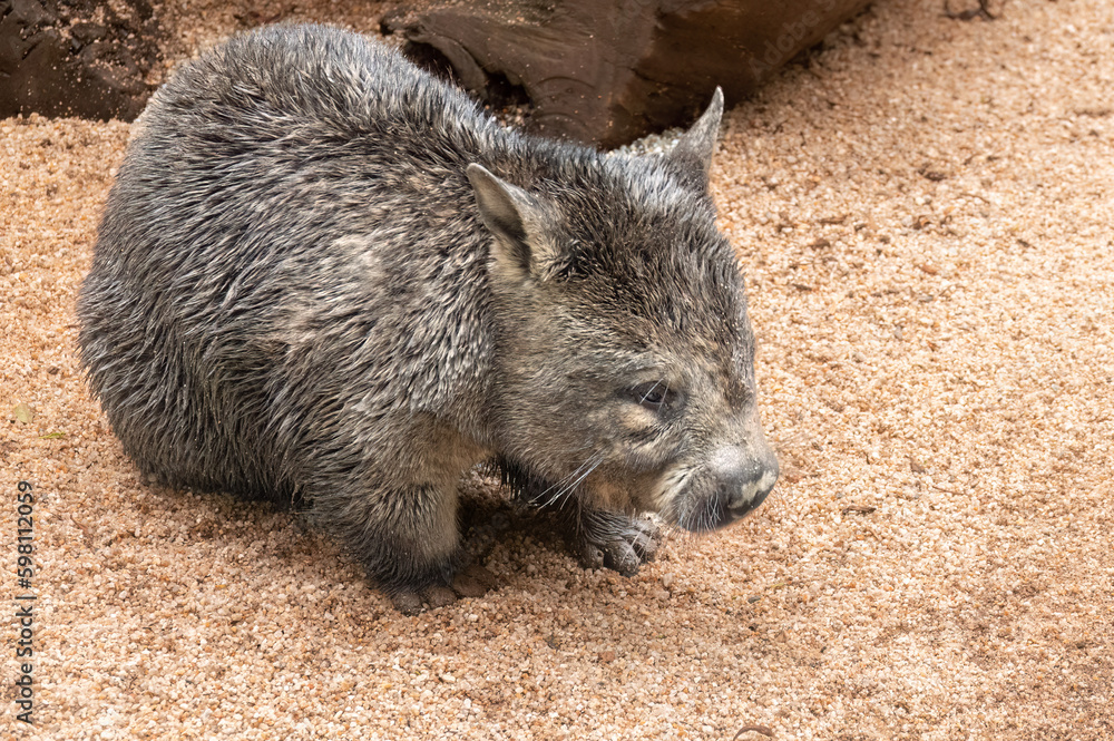Common wombat (Vombatus ursinus), also known as the coarse-haired ...
