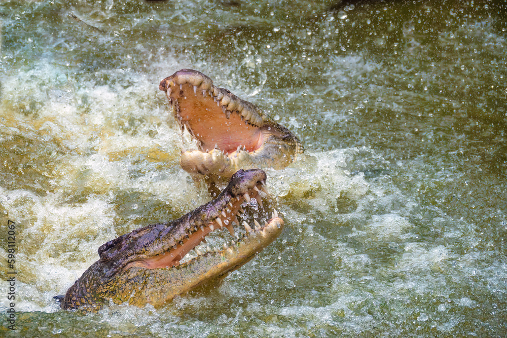 Extreme territorial fight among Saltwater crocodiles (Crocodylus ...