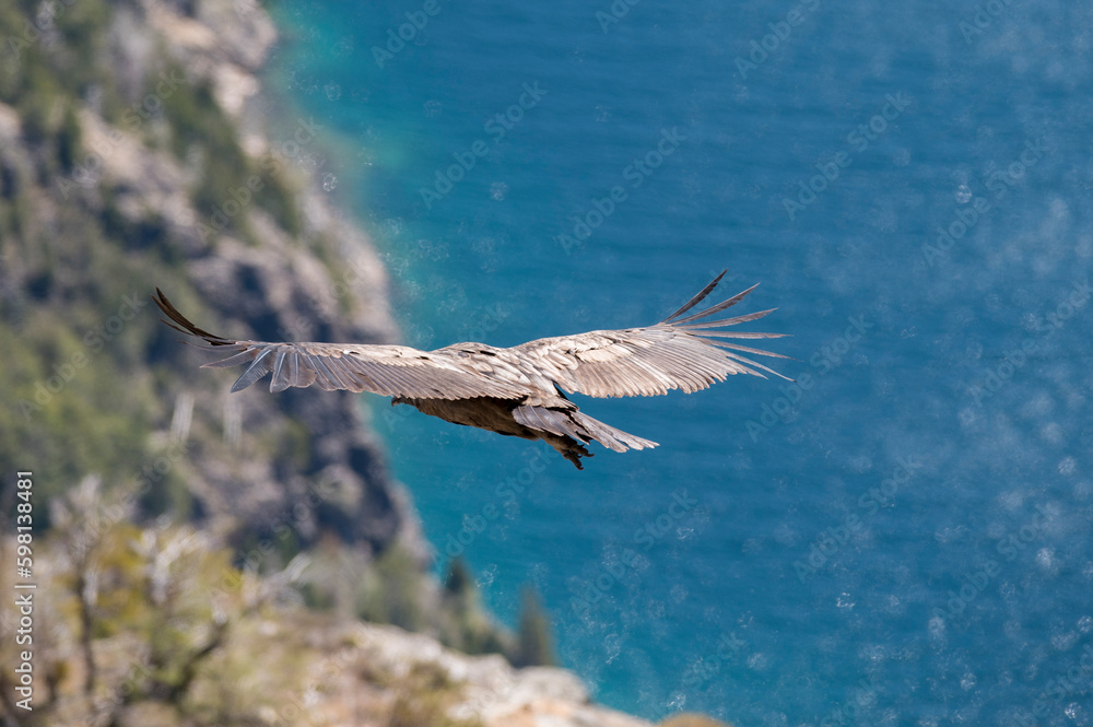 Condor Andino volando en la Cordillera de los Andes. Stock Photo ...