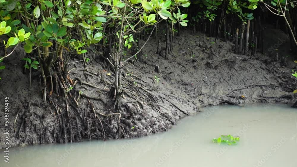 Ceriops decandra, a species of tree in the Rhizophoraceae family, forms ...